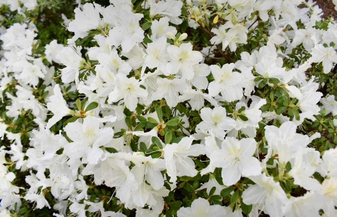 White Satsuki Azalea - Etsy