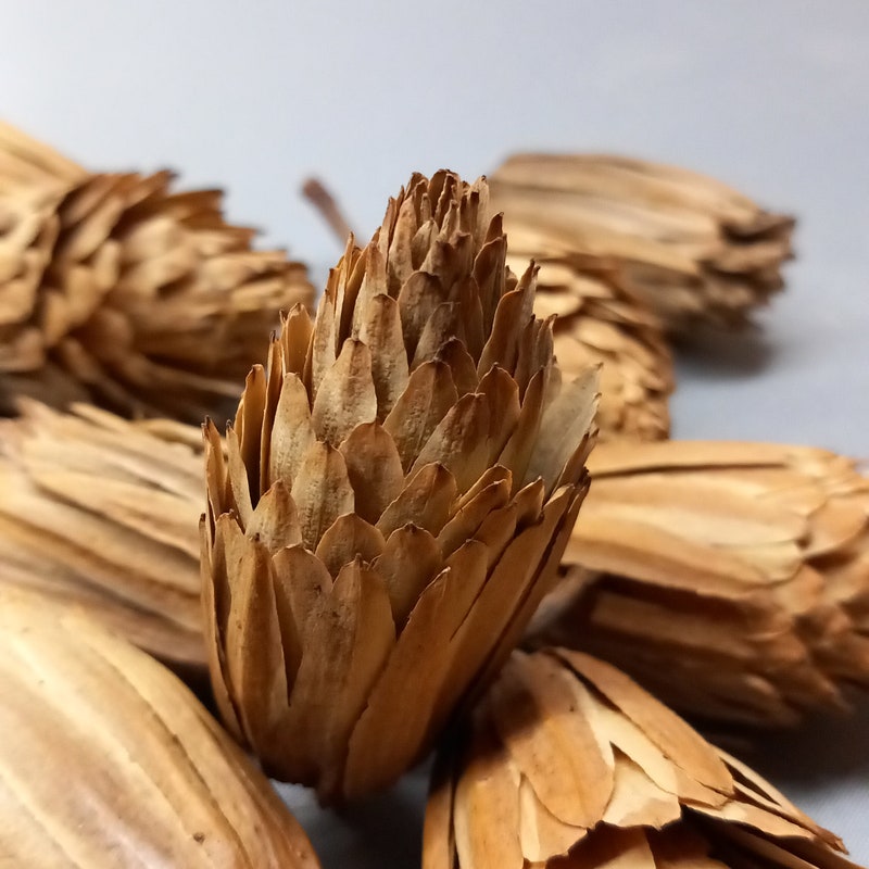 Magnolia Cones - Etsy