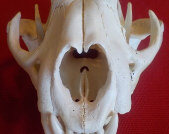 Lion Skull | Etsy