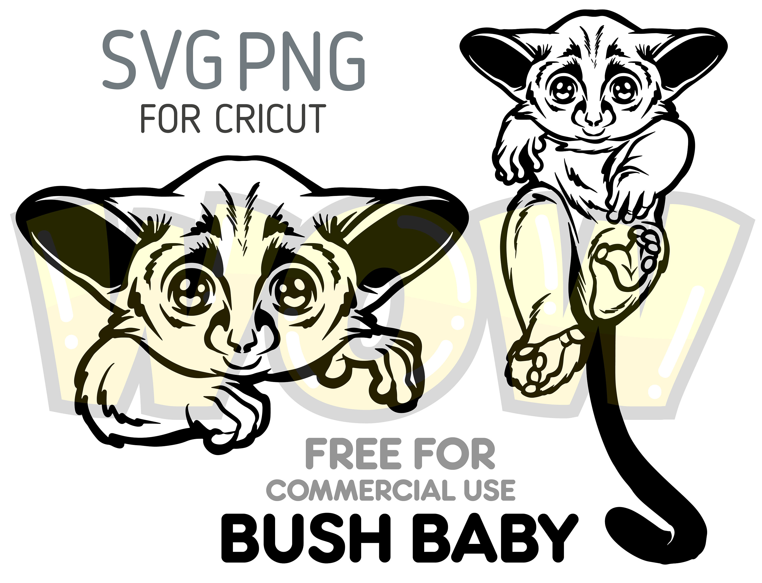 Cute Bush Baby
