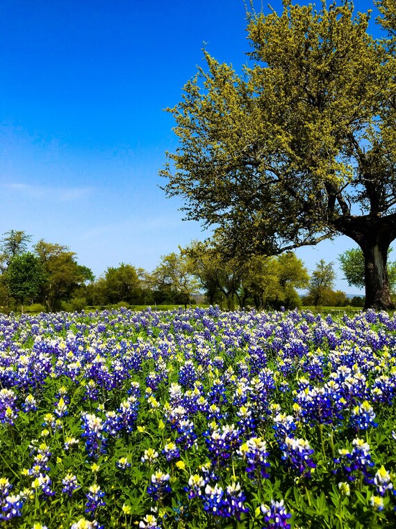 Spring Bluebonnets Blooming in the Texas Hill Country Near - Etsy