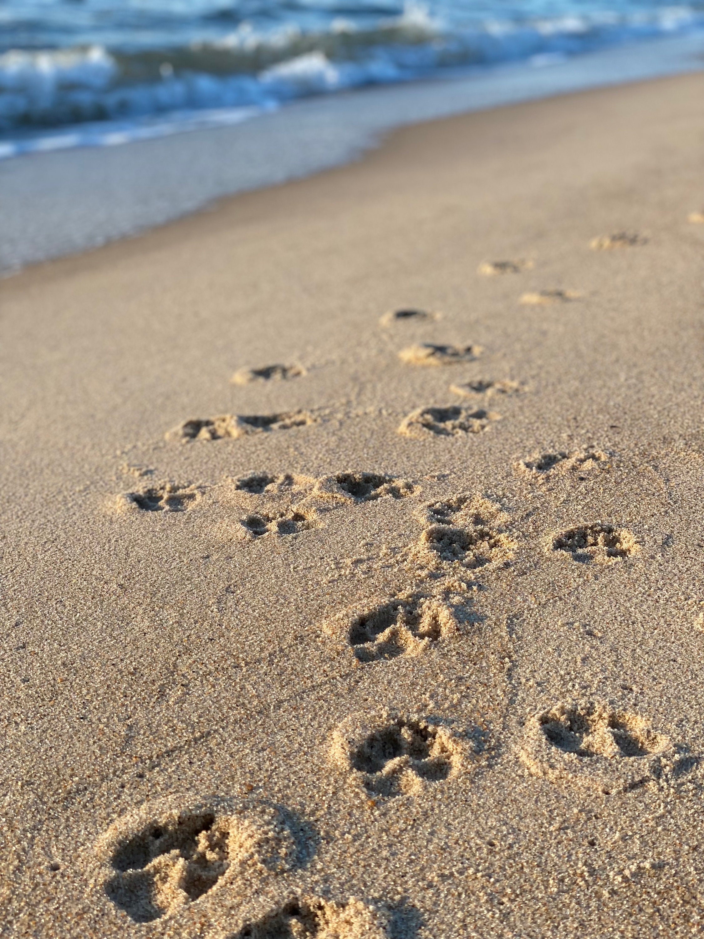 Paw Prints on the Sand, Amagansett Beach, Dogs on the Beach, Dogs, Paw ...