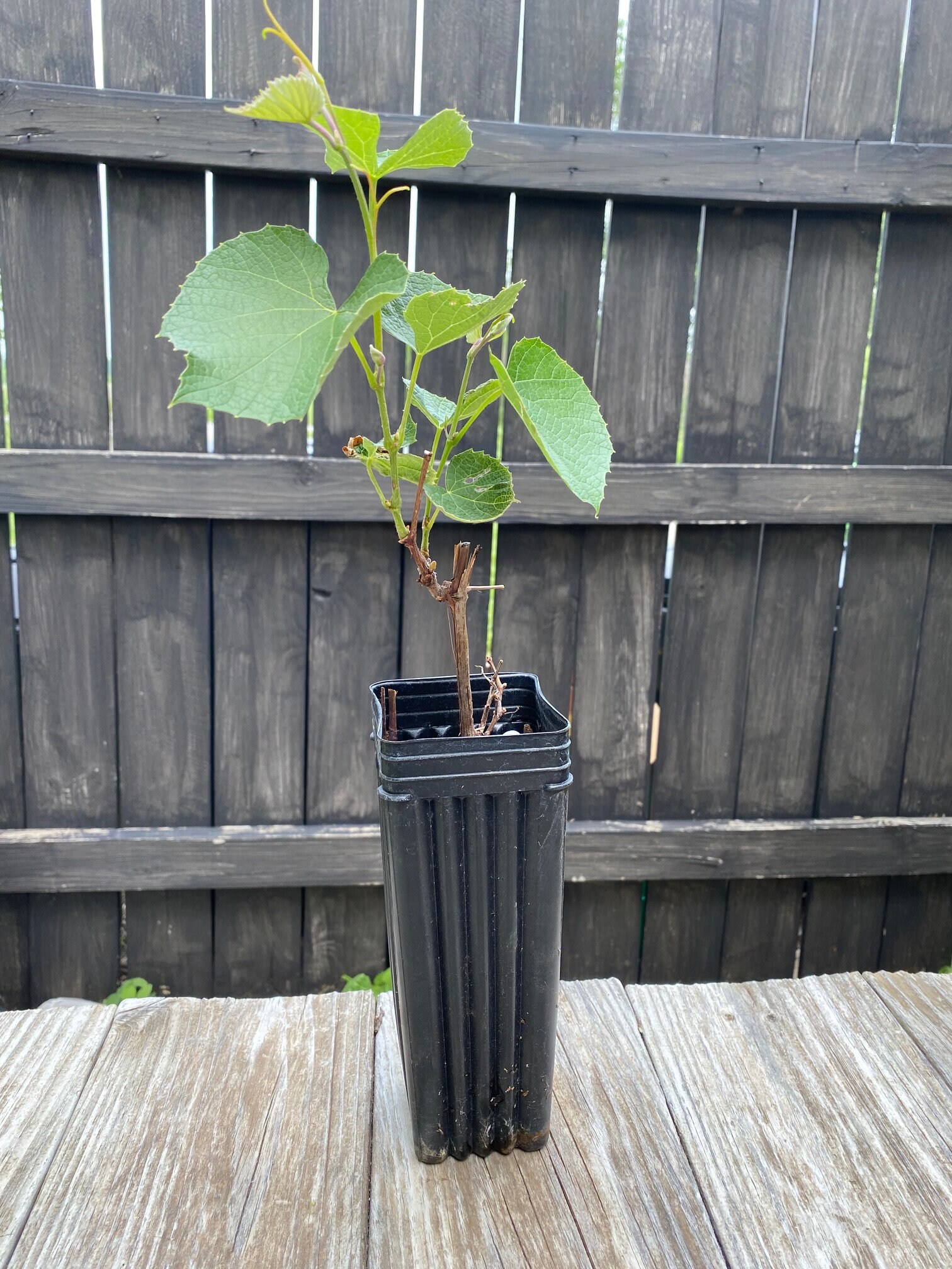 Munson Seeded Grape Vine Plants Live Potted Grape Vine TV Munson Grape ...