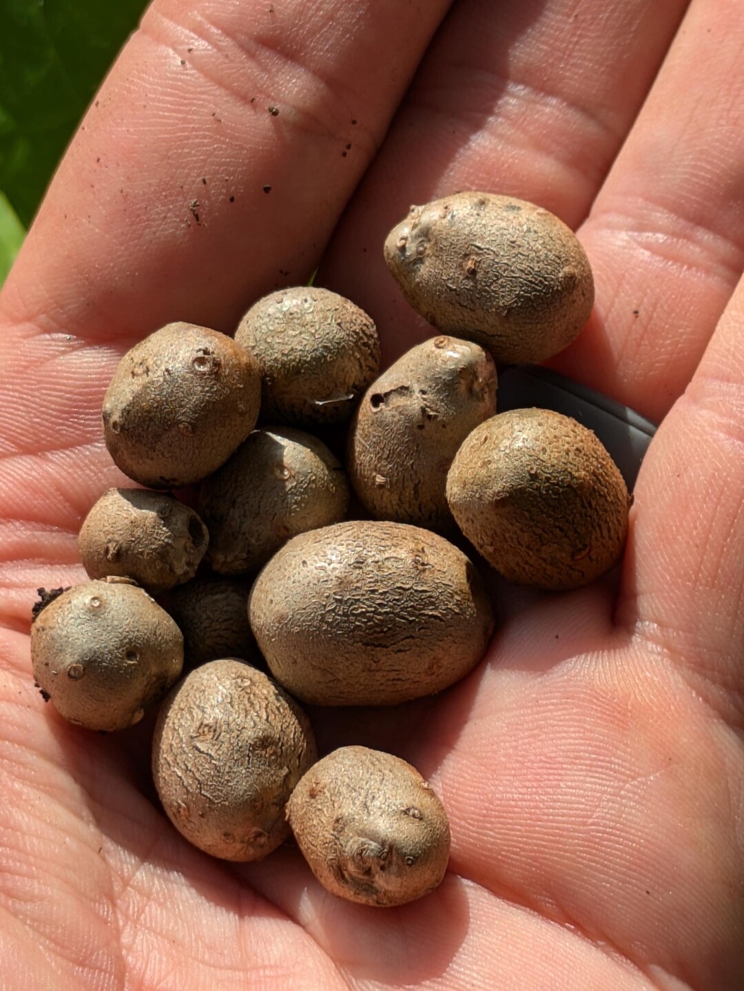 15 Chinese Mountain Yam Bulbils (dioscorea Batatas) - Hardy Air Potato ...