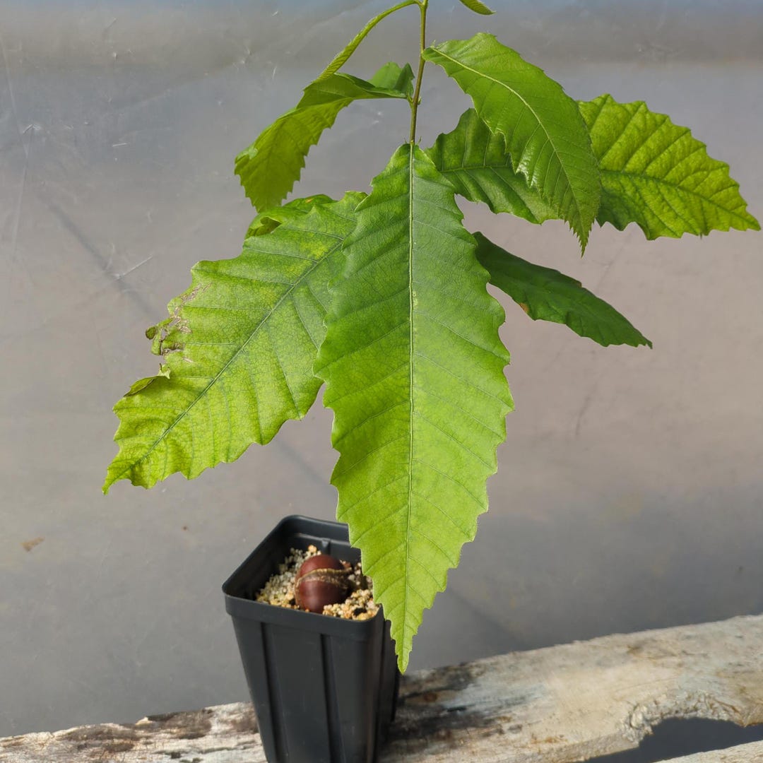 Hybrid Chinese Chestnut Tree Seedlings – Empire Elite, Liu, Peach ...