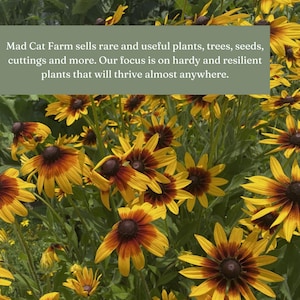 Handmade Galvanized Steel Rabbit Nesting Box With Removable Bottom - Etsy