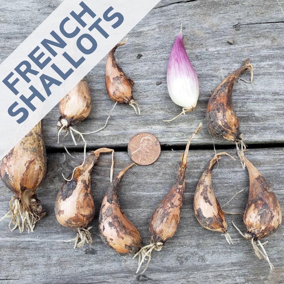 French Grey Griselle Shallots Starter Sets / Bulbs, True French Gray ...