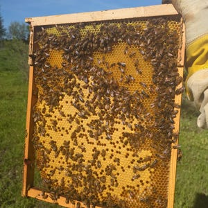 Layens 14 Frame Beehive - All Natural Horizontal Beekeeping - 1.5 ...
