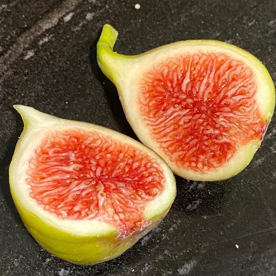 2 Col De Dame Blanc Fig Cuttings CDDB Unrooted Fig Cuttings for ...