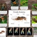 Cicada Printables - Cicada Insect Fact Cards - Cicada Anatomy Poster ...