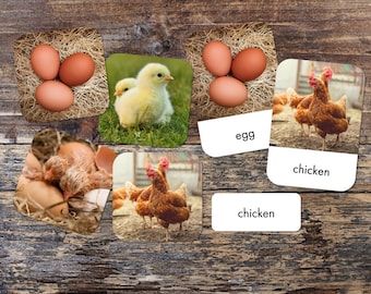 Chicken Life Cycle - Montessori 3 Part Cards - Etsy