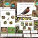 American Robin Printables - American Robin Fact Cards - American Robin ...