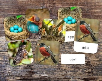 Bean Life Cycle 3-part Card Montessori Card Set Printable Digital ...