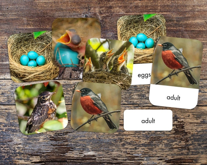 American Robin Life Cycle Pack | Homeschool Printable | 3-part Cards ...