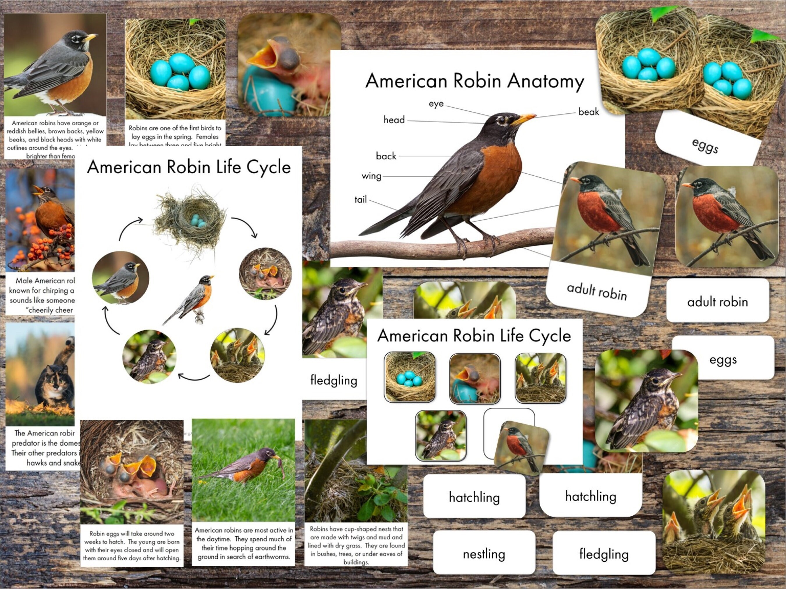 American Robin Printables - American Robin Fact Cards - American Robin ...