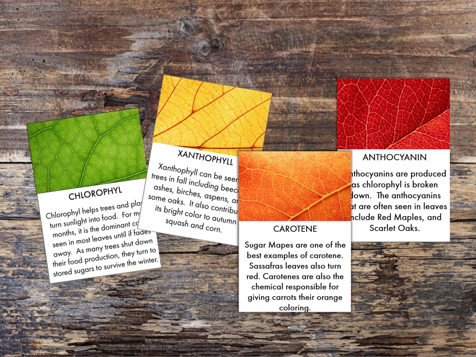 Why Leaves Change Color in Fall Printables - Autumn Leaf Identification ...