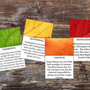 Why Leaves Change Color in Fall Printables - Autumn Leaf Identification ...