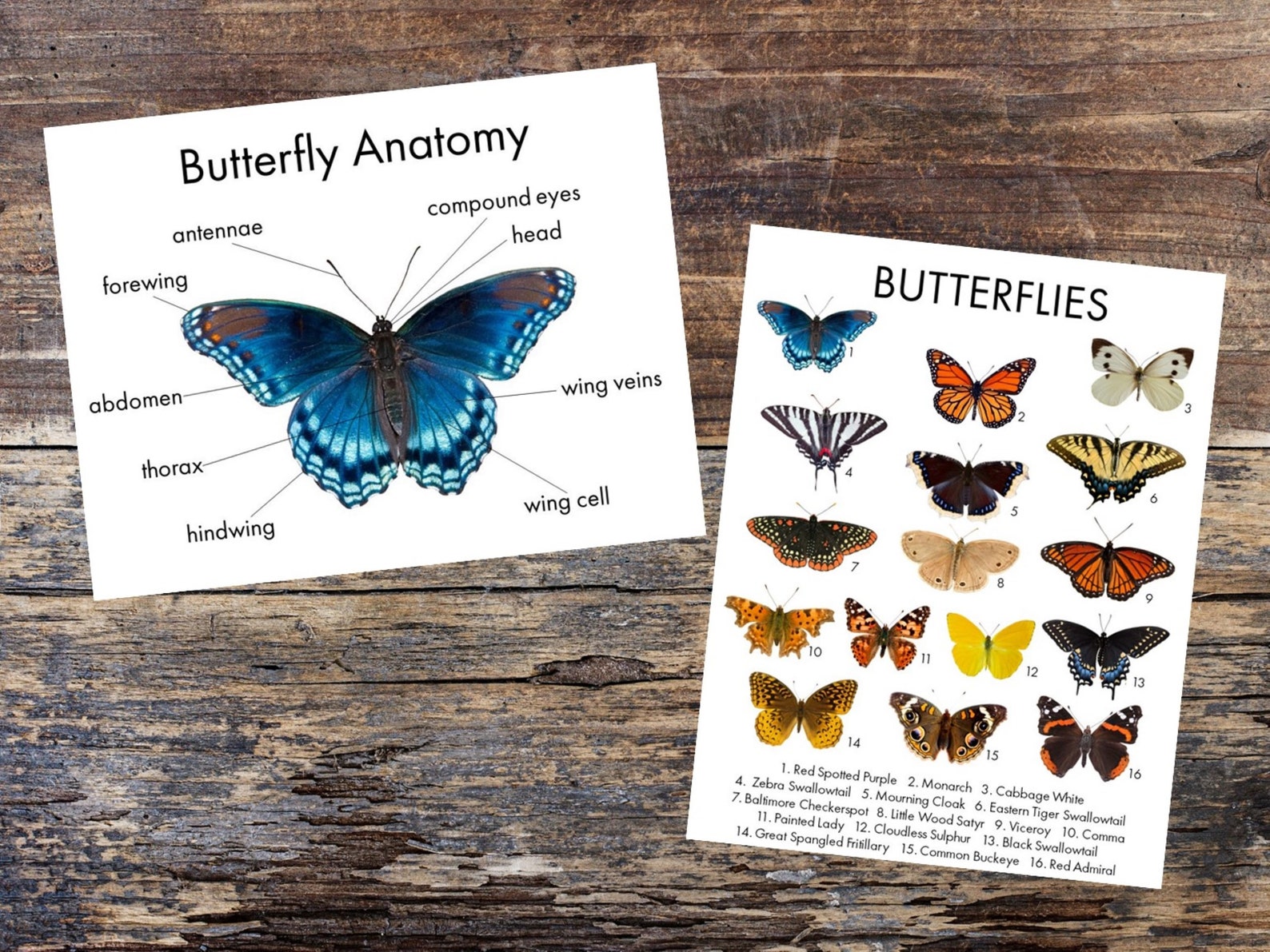 Butterfly Printables - Butterfly Identification - 3 Part Cards ...