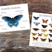 Butterfly Printables - Butterfly Identification - 3 Part Cards ...