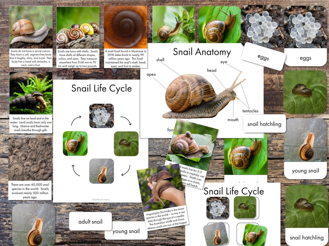 Snail Printables - Snail Fact Cards - Snail Anatomy Poster - Snail Life ...