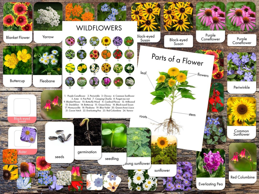 Wildflower Printables - Wildflower Identification - 3 Part Cards ...