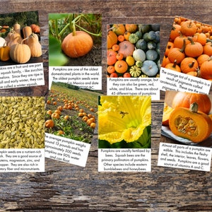 Pumpkin Printables - Pumpkin Fact Cards - Pumpkin Anatomy Posters ...