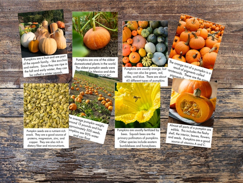 Pumpkin Printables - Pumpkin Fact Cards - Pumpkin Anatomy Posters ...
