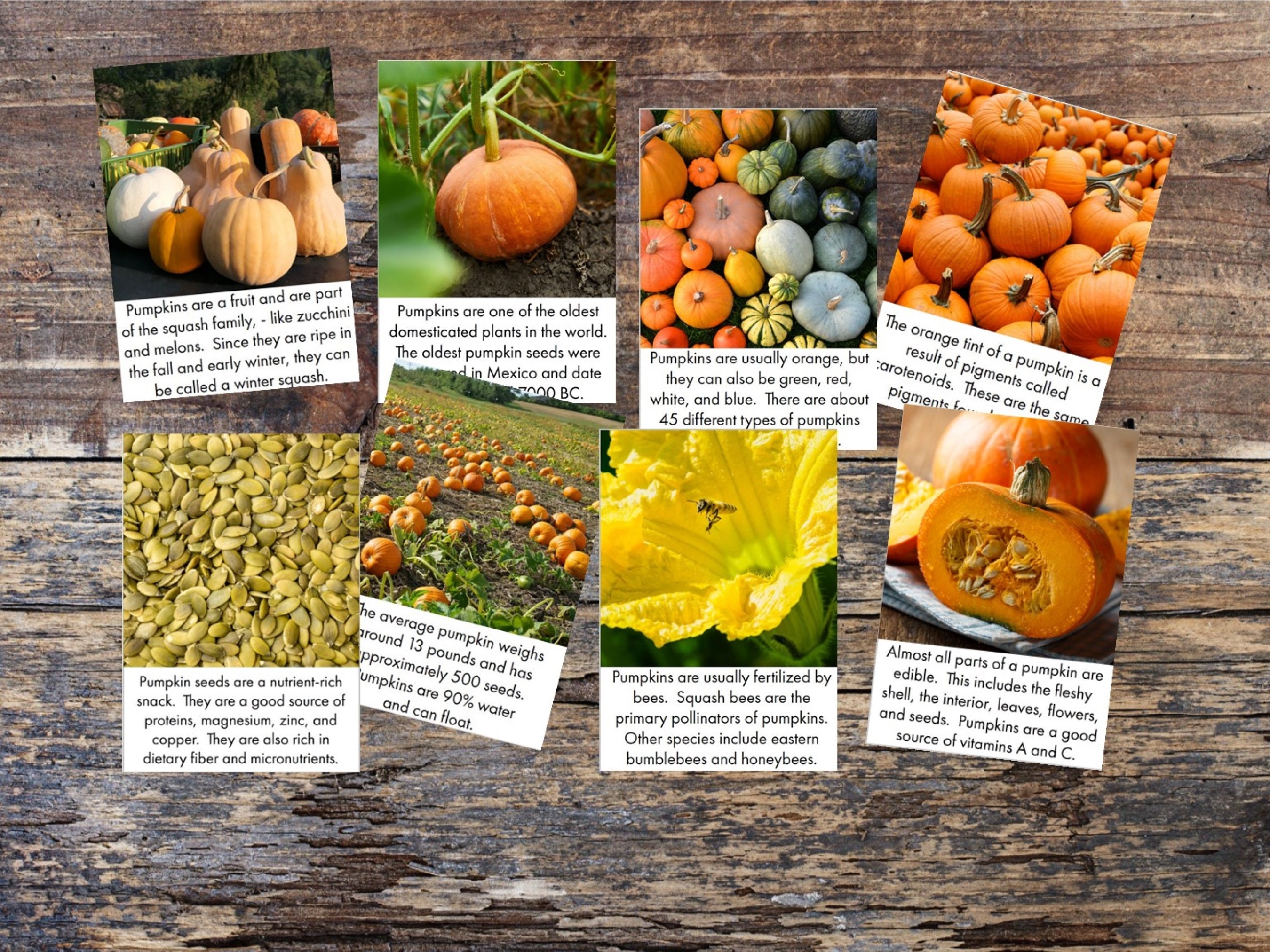 Pumpkin Printables - Pumpkin Fact Cards - Pumpkin Anatomy Posters ...