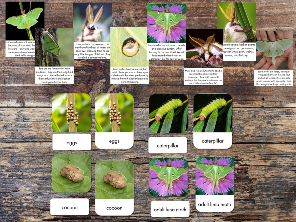 Luna Moth Printables Luna Moth Fact Cards Luna Moth Anatomy Poster Luna ...
