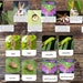 Luna Moth Printables - Luna Moth Fact Cards - Luna Moth Anatomy Poster ...