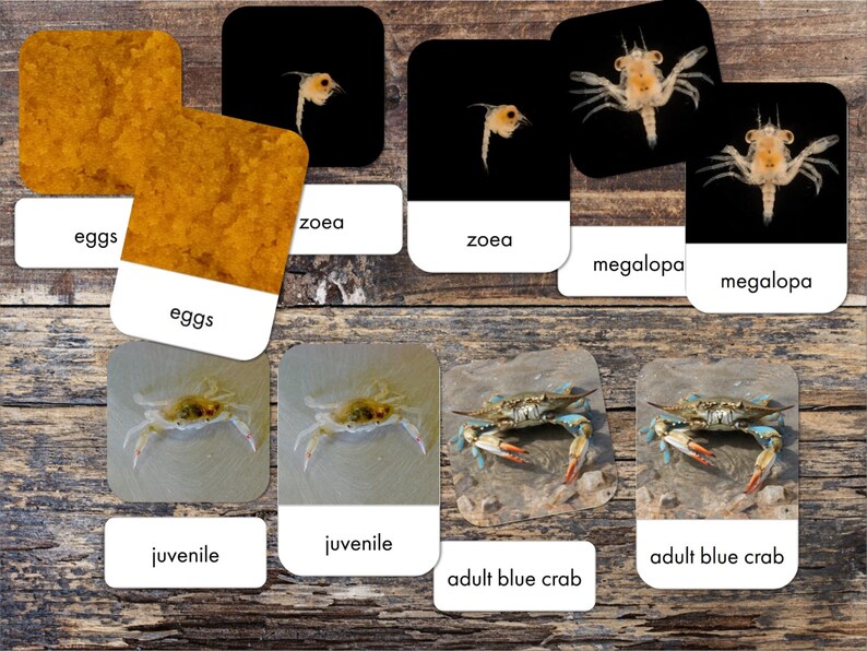 Blue Crab Printables - Blue Crab Fact Cards - Blue Crab Anatomy Poster ...