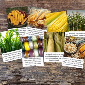 Corn Printables - Corn Fact Cards - Corn Anatomy Poster - Corn Life ...
