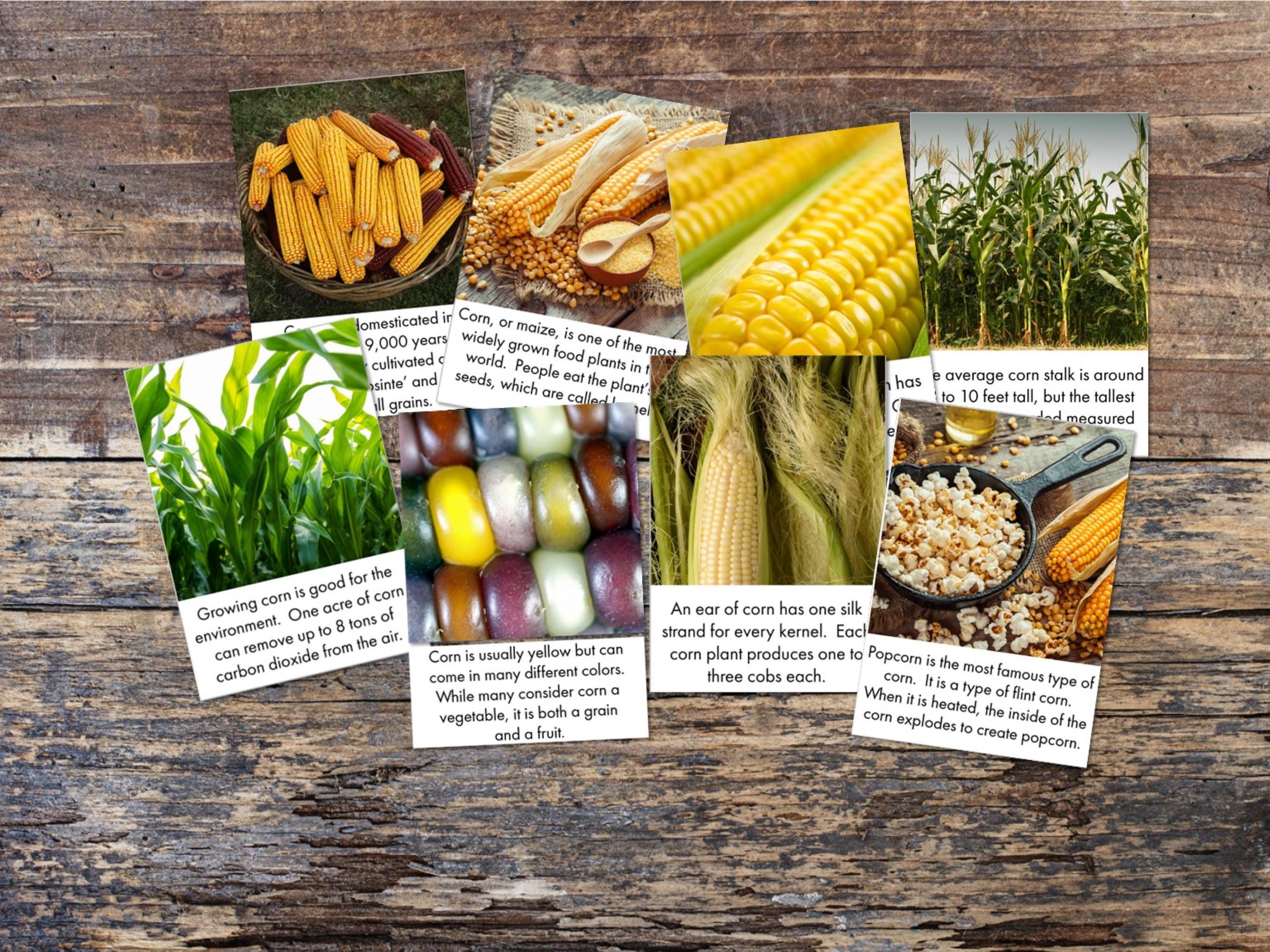 Corn Printables - Corn Fact Cards - Corn Anatomy Poster - Corn Life ...