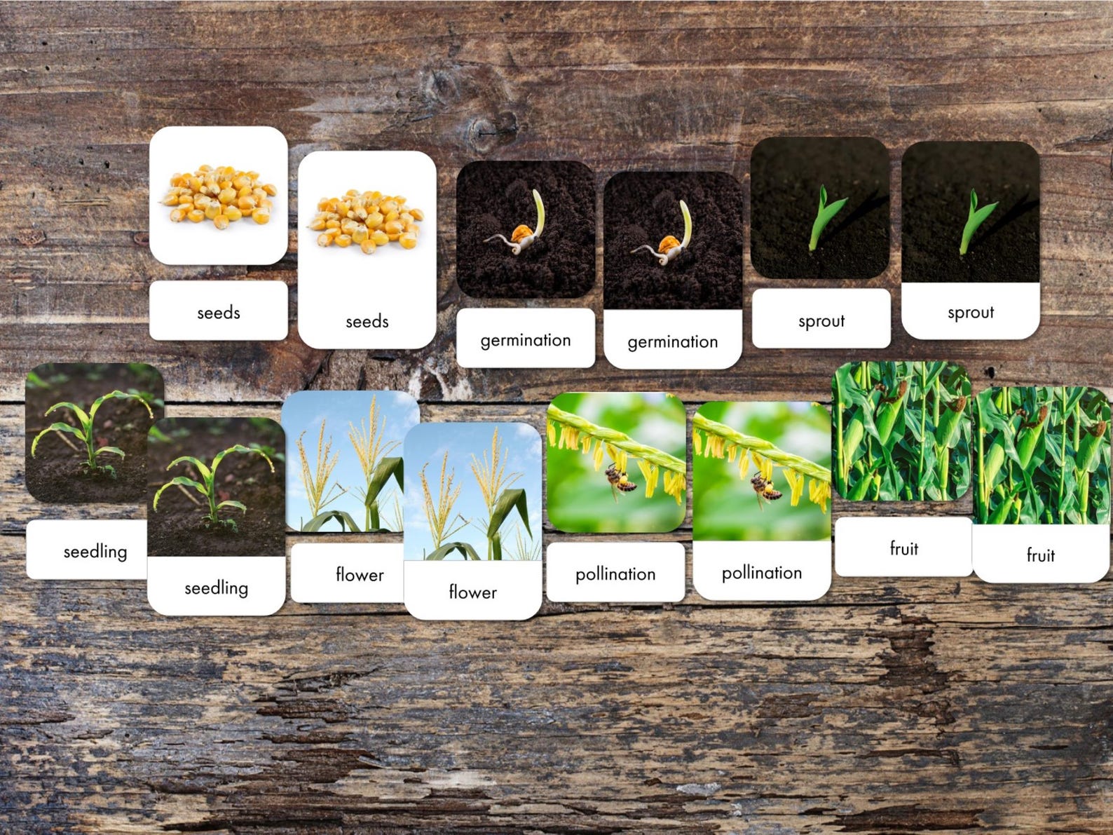 Corn Printables - Corn Fact Cards - Corn Anatomy Poster - Corn Life ...