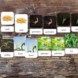 Corn Printables - Corn Fact Cards - Corn Anatomy Poster - Corn Life ...