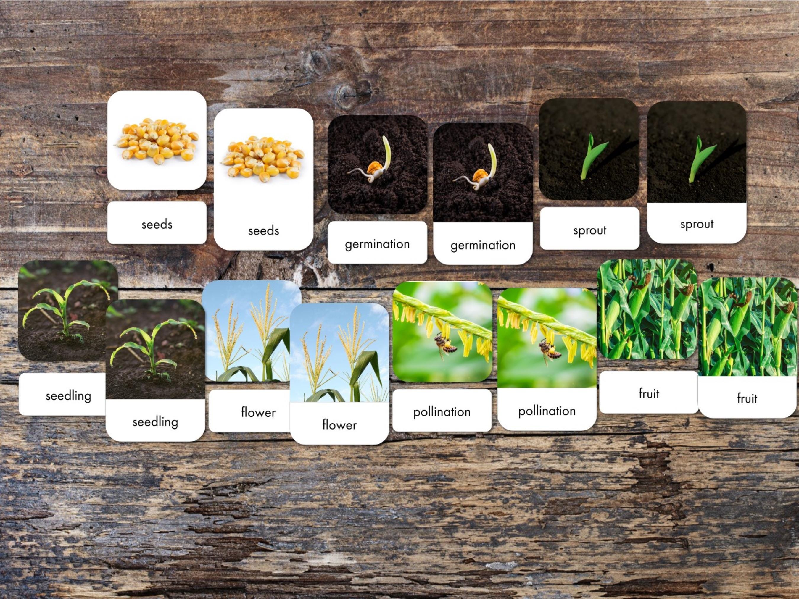 Corn Printables - Corn Fact Cards - Corn Anatomy Poster - Corn Life ...