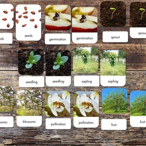 Apple Printables - Apple Fact Cards - Apple Anatomy Poster - Apple Life ...