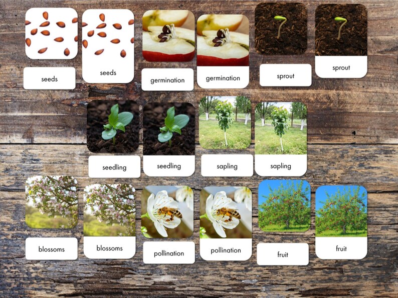 Apple Printables - Apple Fact Cards - Apple Anatomy Poster - Apple Life ...