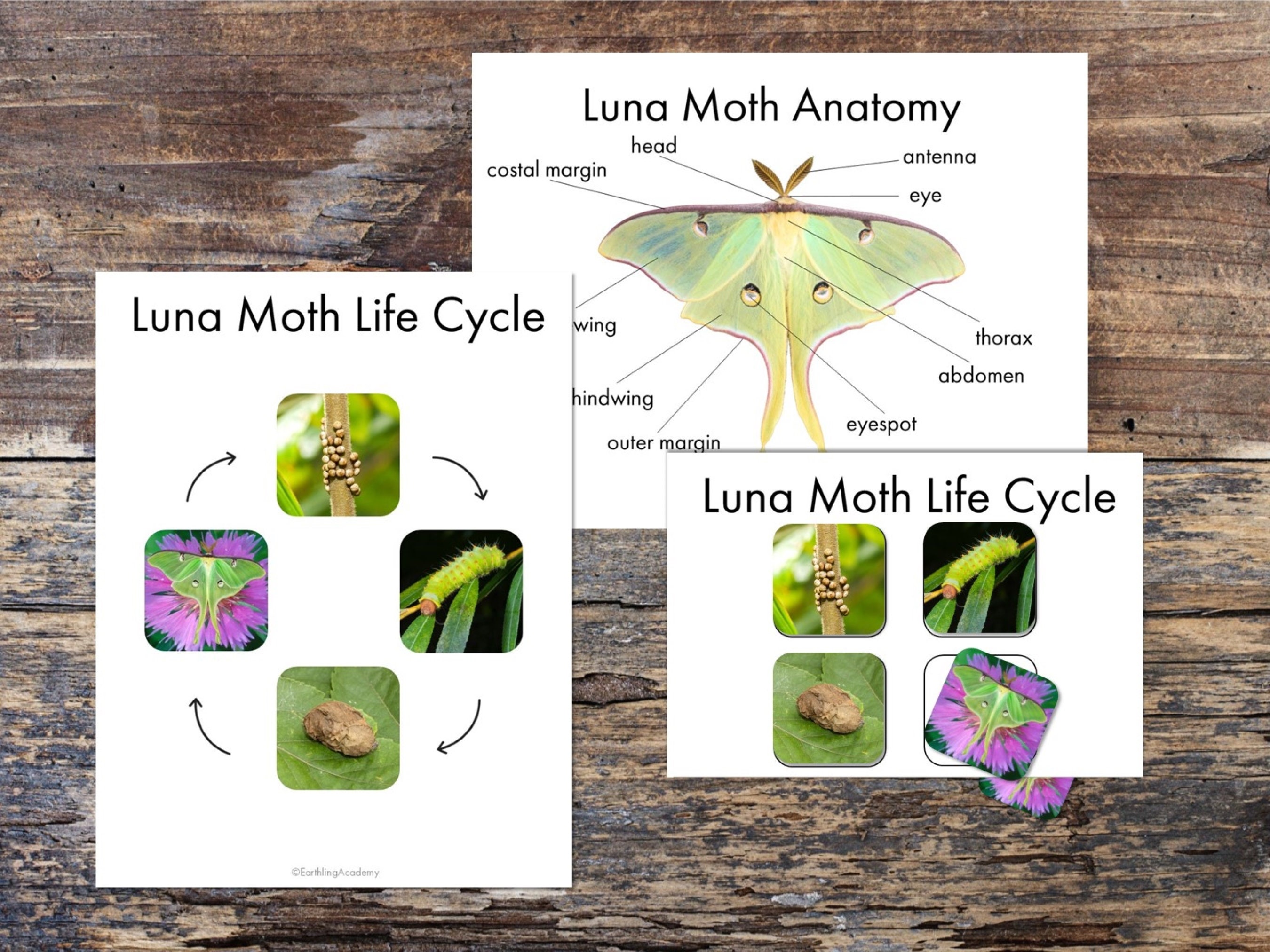 Luna Moth Printables Luna Moth Fact Cards Luna Moth Anatomy Poster