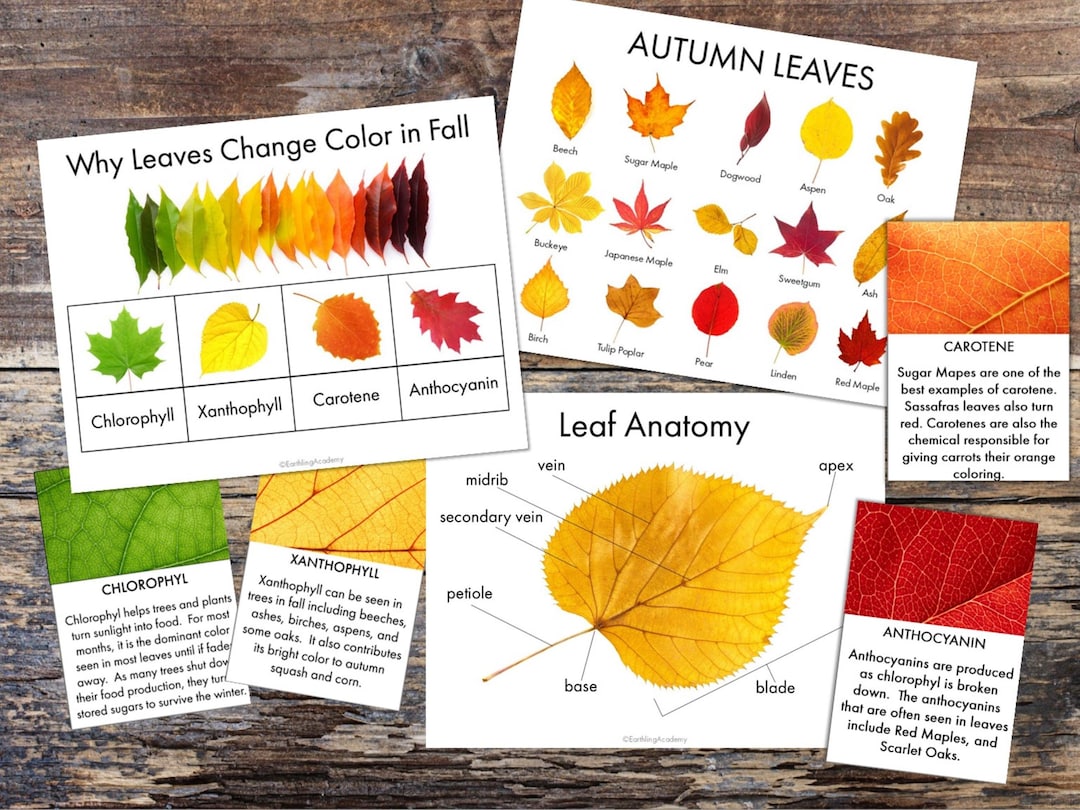 Why Leaves Change Color in Fall Printables - Autumn Leaf Identification ...