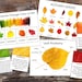 Why Leaves Change Color in Fall Printables - Autumn Leaf Identification ...