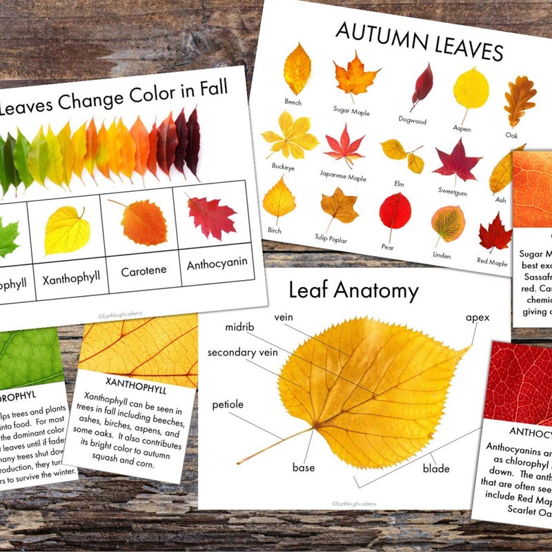 Leaf Identification Print - Etsy