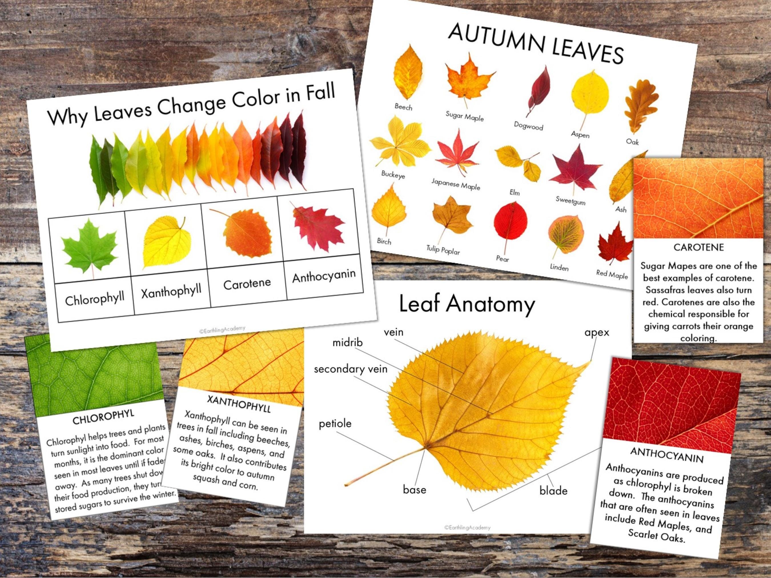 Why Leaves Change Color in Fall Printables - Autumn Leaf Identification ...