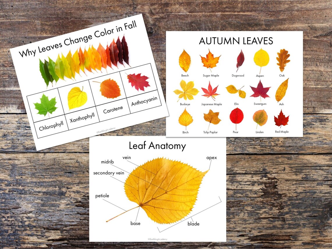 Why Leaves Change Color in Fall Printables - Autumn Leaf Identification ...
