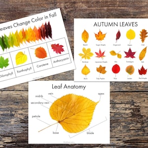 Why Leaves Change Color in Fall Printables - Autumn Leaf Identification ...