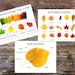 Why Leaves Change Color in Fall Printables - Autumn Leaf Identification ...