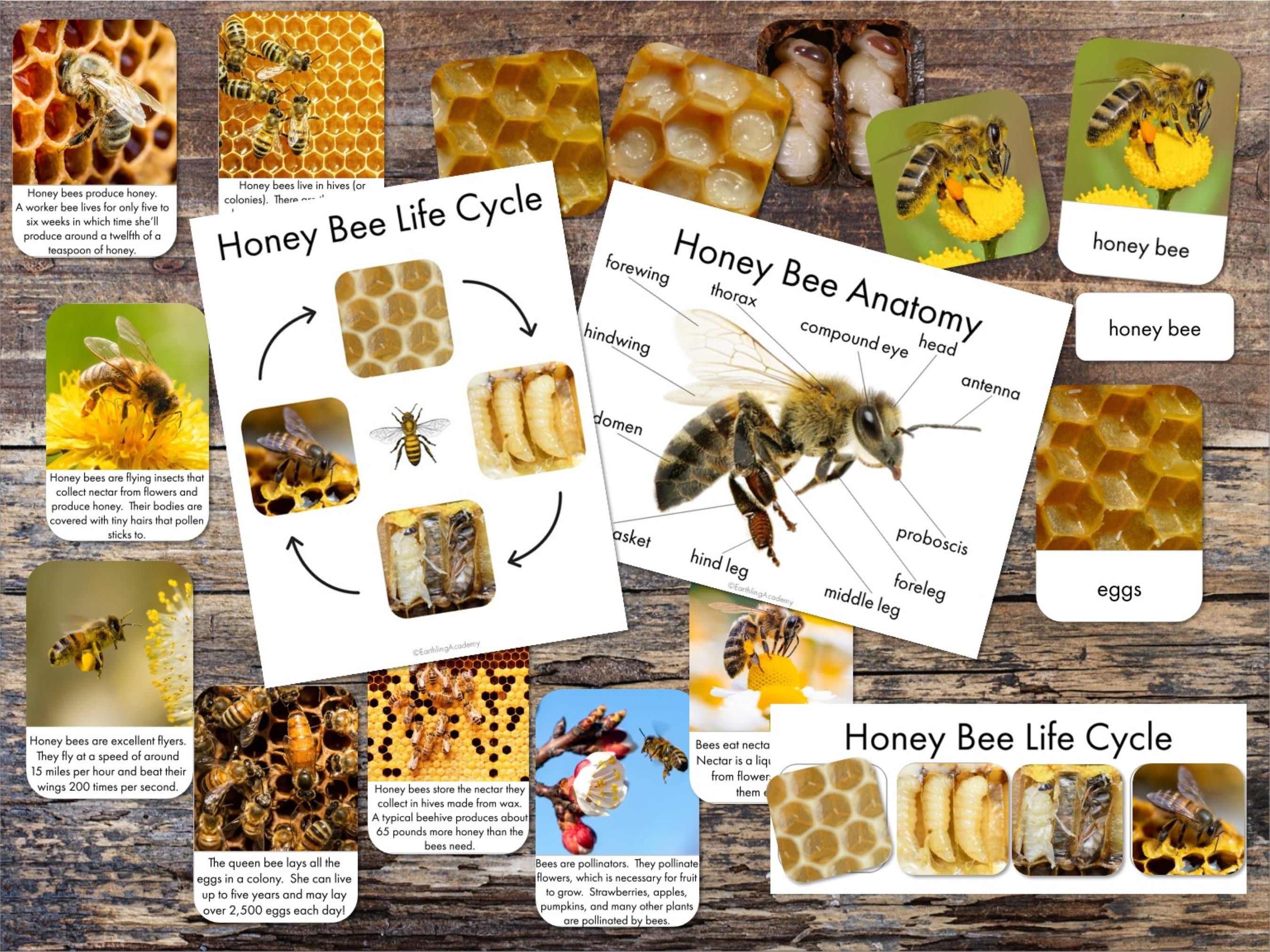 Póster De Anatomía De La Abeja Bee Anatomy Poster Etsy México