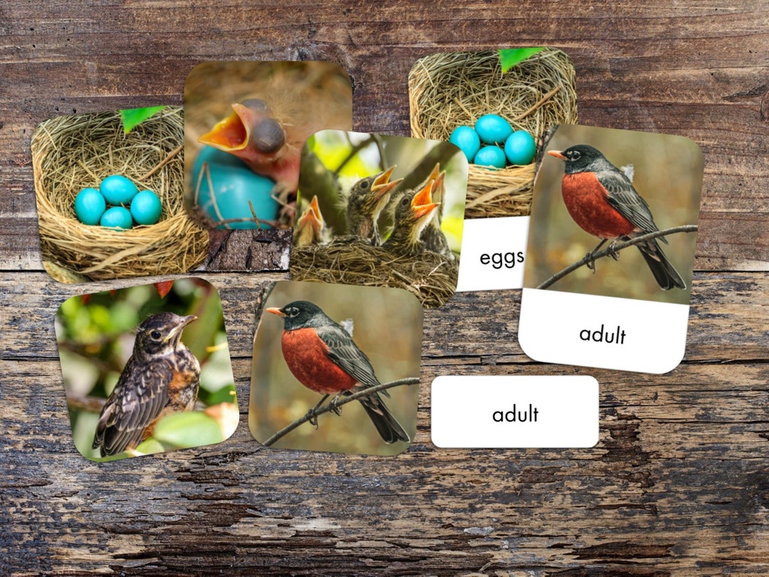 Robin Life Cycle 3-part Card Montessori Card Set - Printable - Digital ...