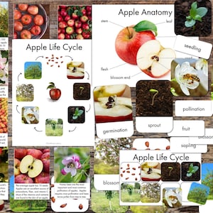 Apple Printables - Apple Fact Cards - Apple Anatomy Poster - Apple Life ...