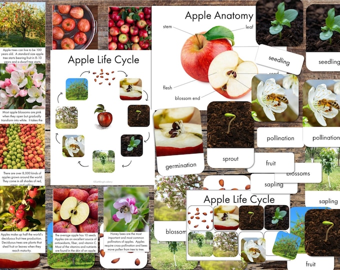 Apple Unit Study Homeschool Fall Printables Charlotte Mason Preschool ...